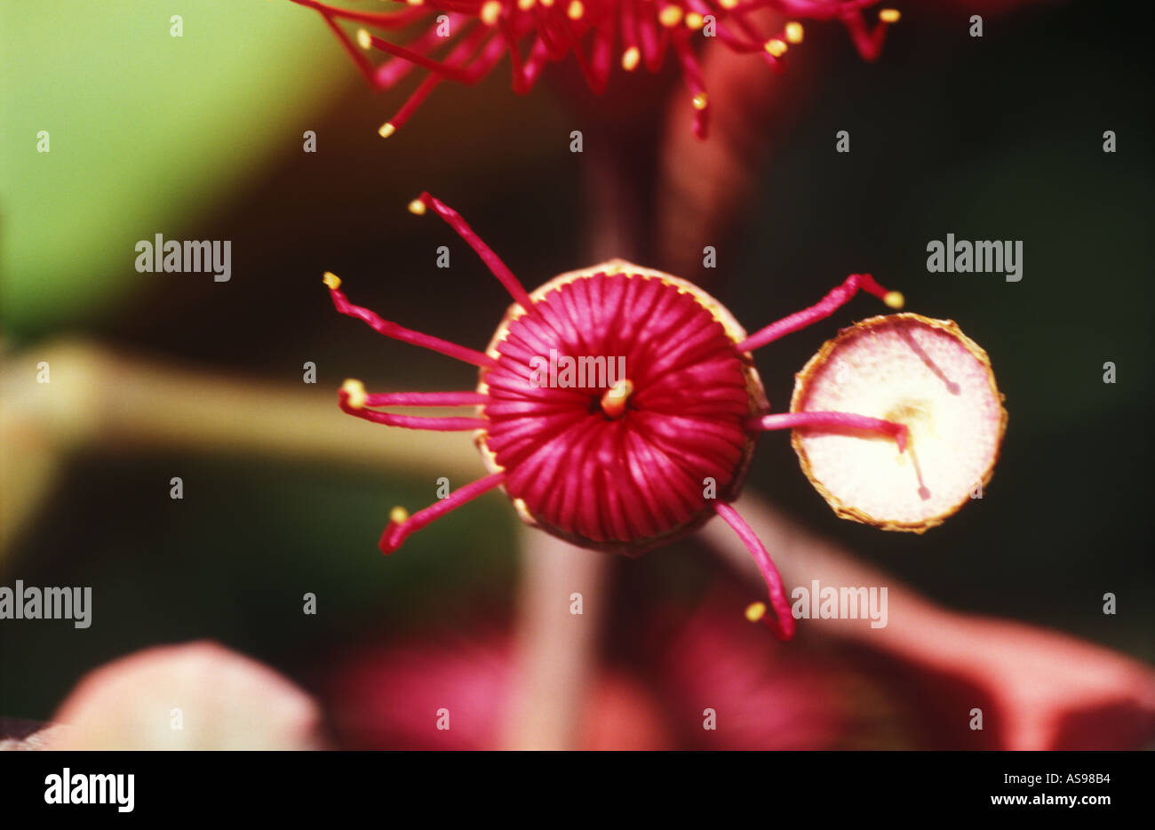 Swamp bloodwood tree australia hi-res stock photography and images - Alamy