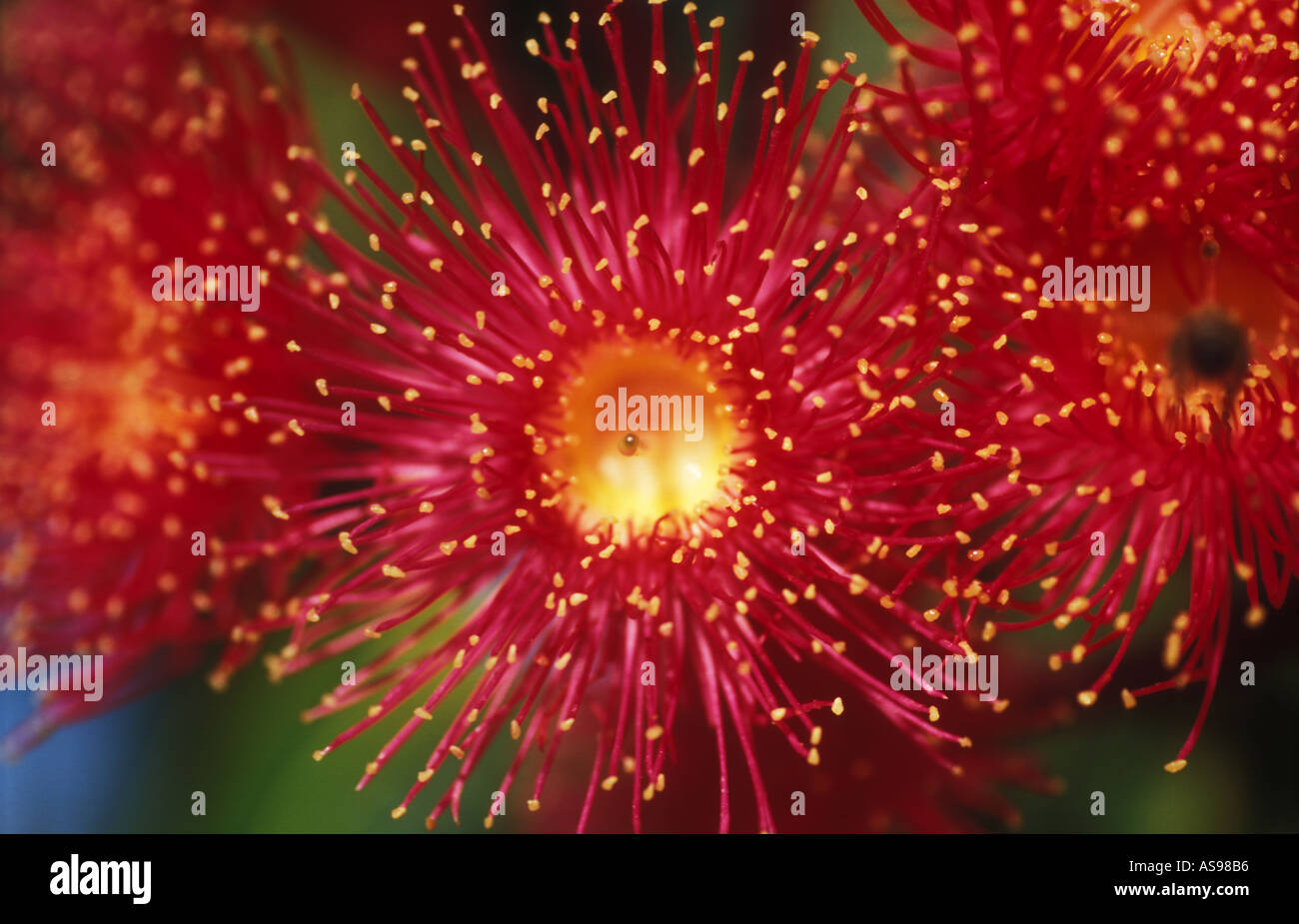 Swamp bloodwood tree australia hi-res stock photography and images - Alamy