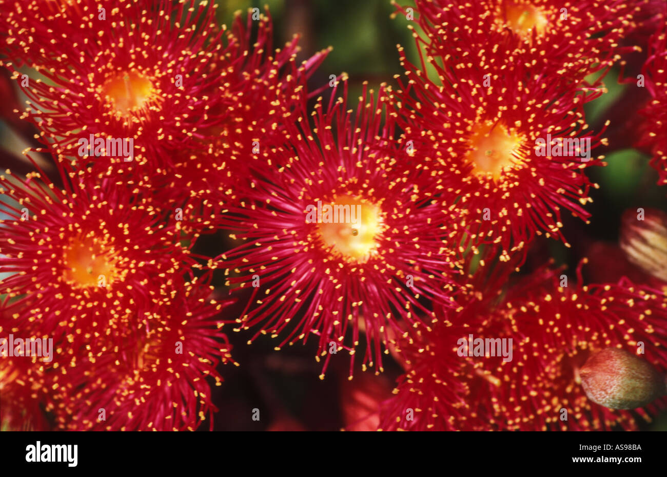 Swamp bloodwood tree australia hi-res stock photography and images - Alamy