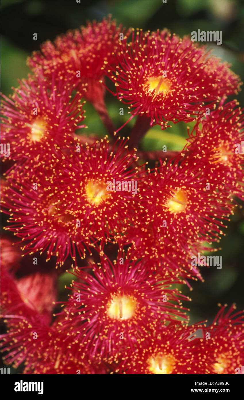 Swamp bloodwood tree australia hi-res stock photography and images - Alamy