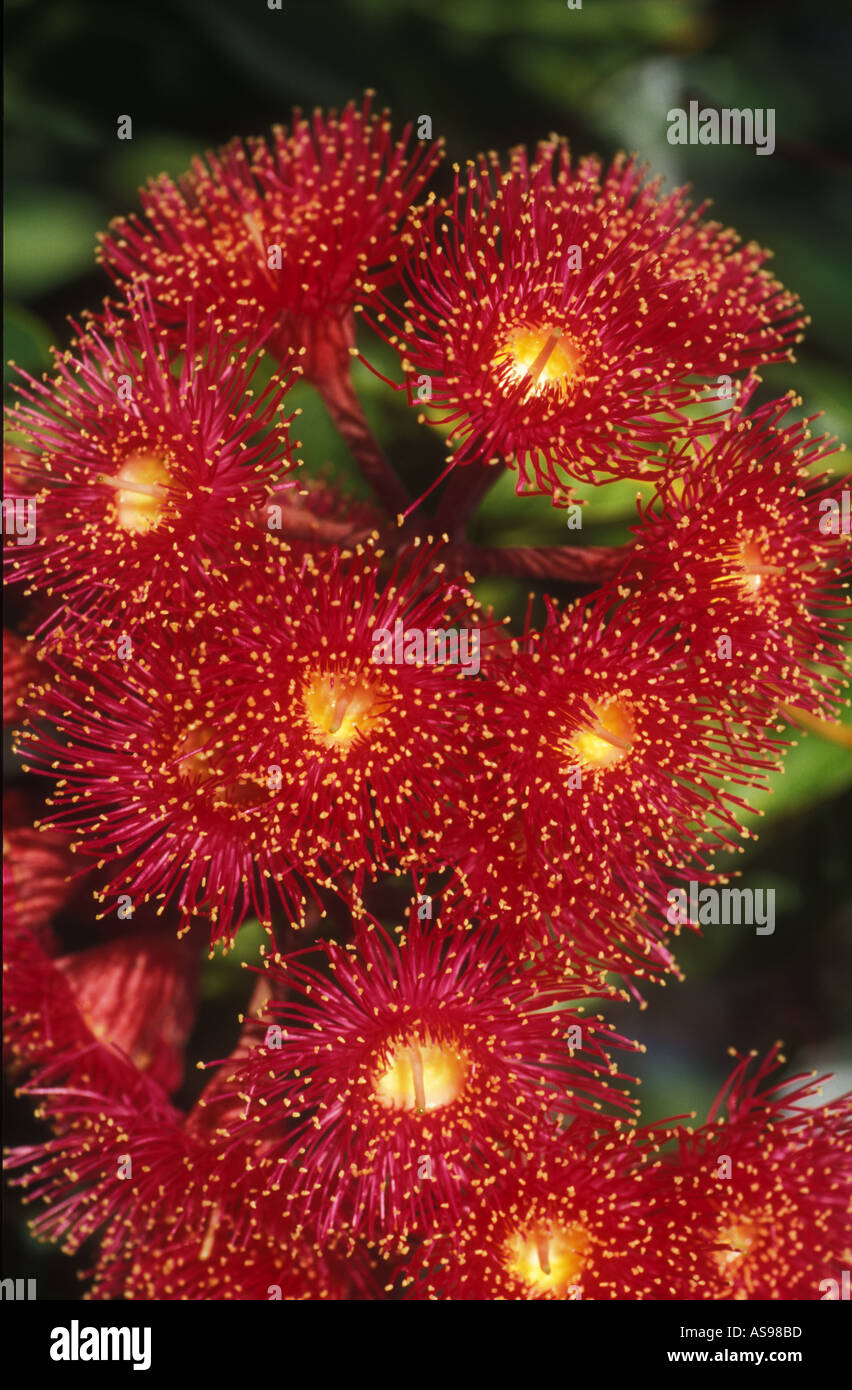 Swamp bloodwood tree australia hi-res stock photography and images - Alamy