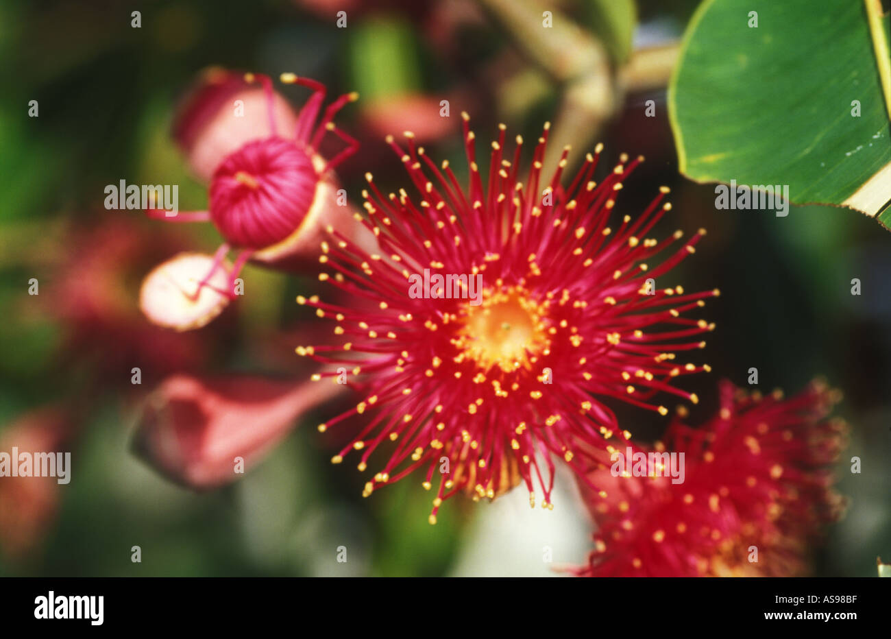 Swamp bloodwood tree australia hi-res stock photography and images - Alamy