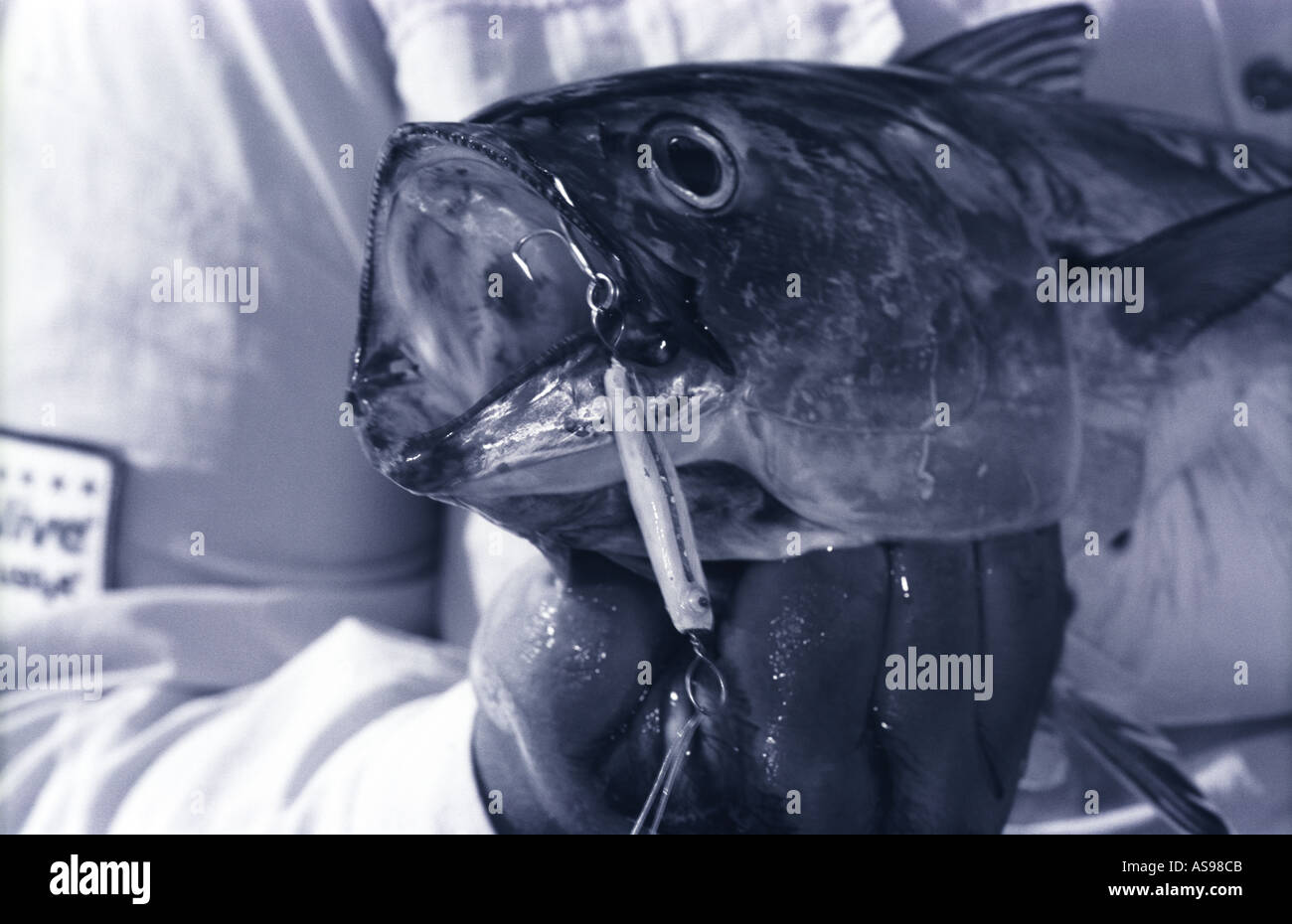 Game fishing queensland hi-res stock photography and images - Alamy