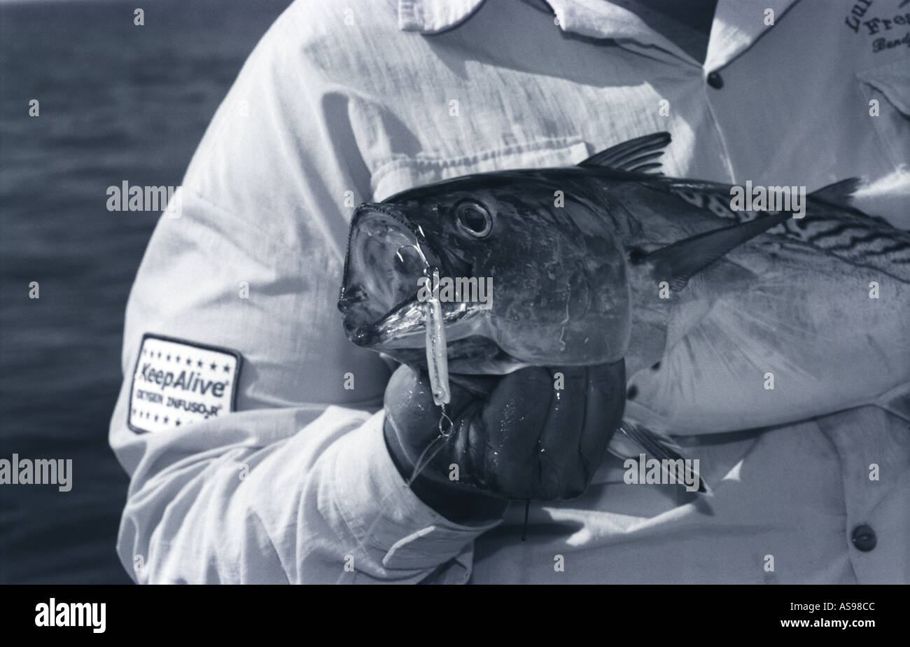 Sunshine coast queensland food hi-res stock photography and images - Alamy