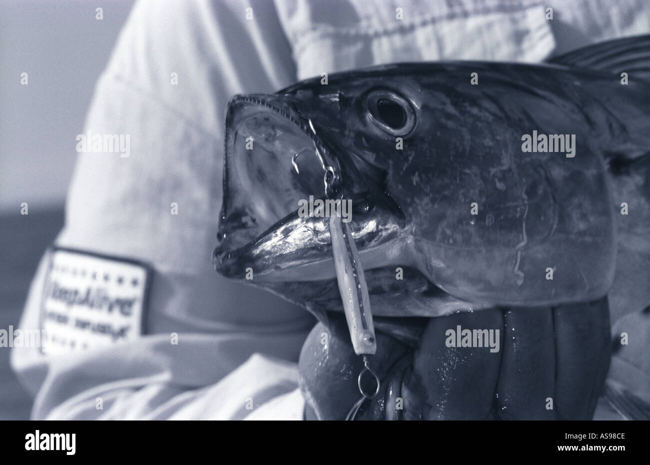 Game fishing queensland hi-res stock photography and images - Alamy