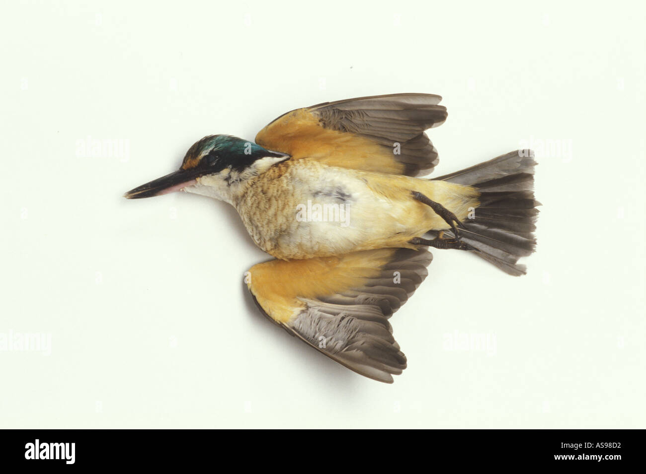 Bird with broken neck hi-res stock photography and images - Alamy