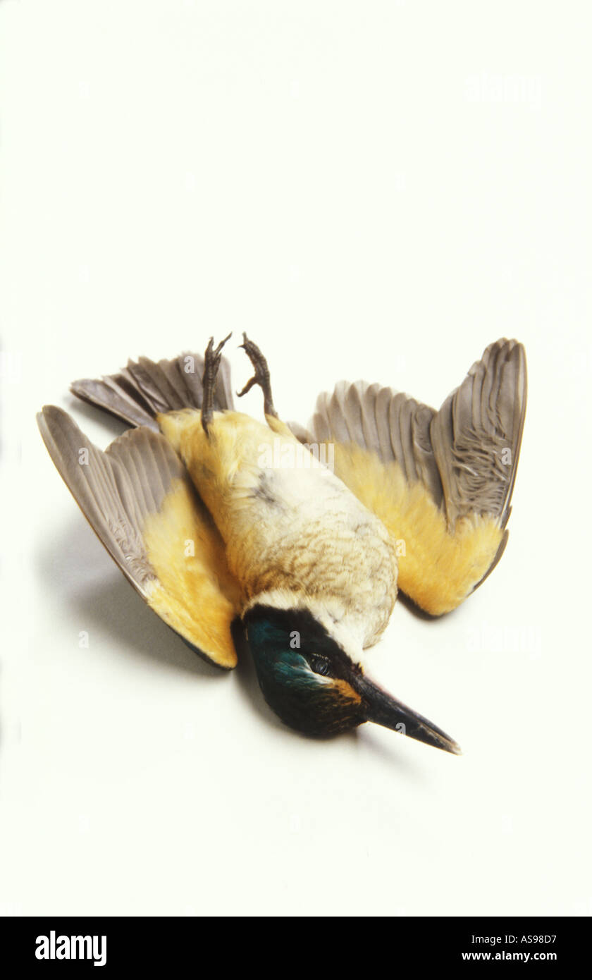 Bird with broken neck hi-res stock photography and images - Alamy