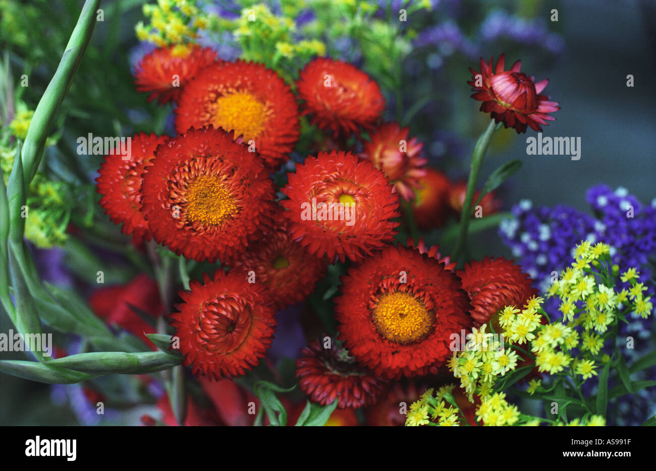 Red paper dasies Tasmania flower farm display 3020 Stock Photo - Alamy