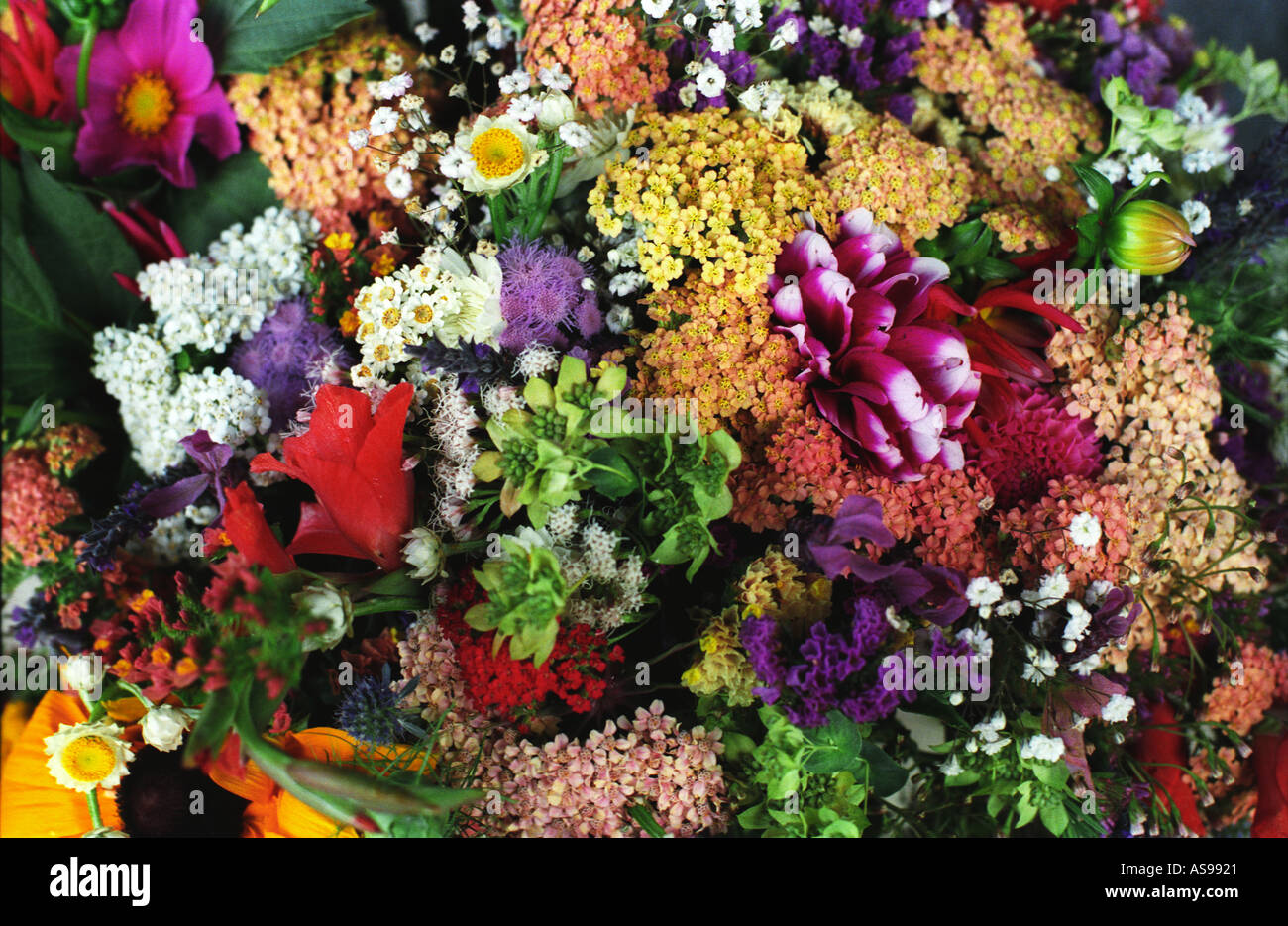 Australian native flower artwork hi-res stock photography and images ...