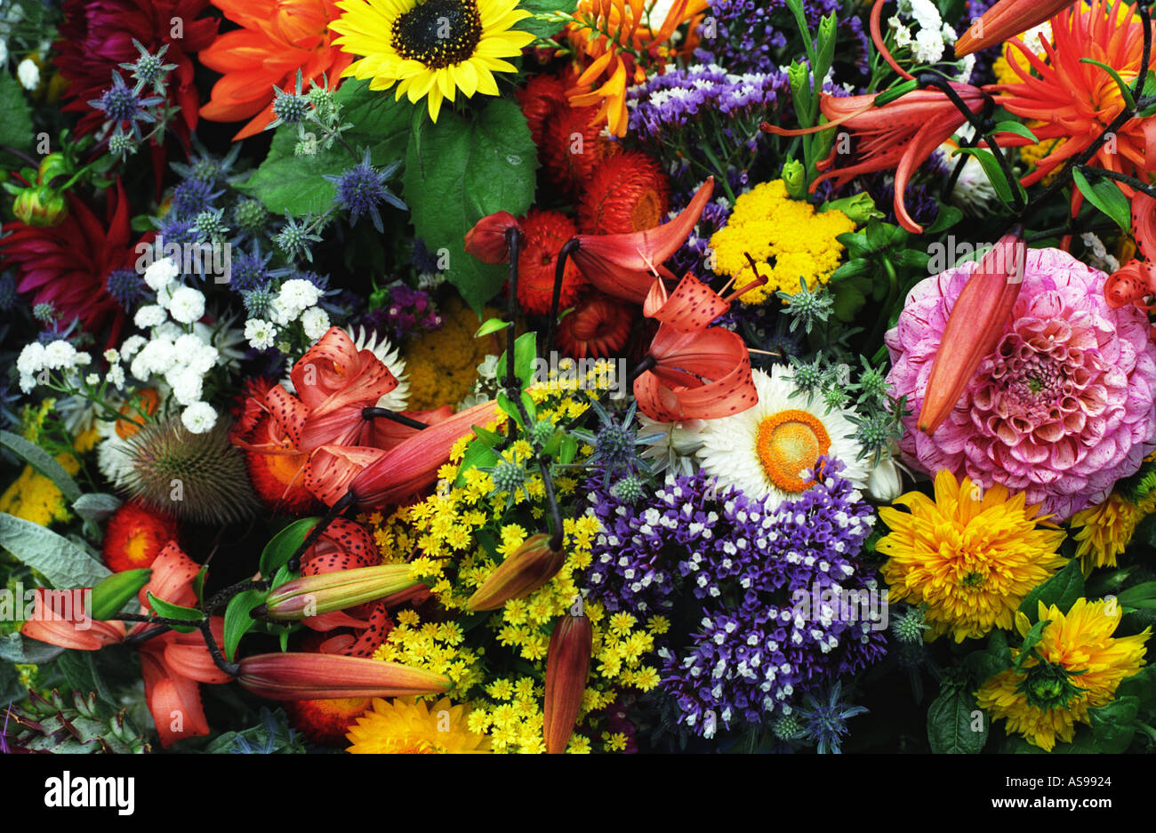 Australian native flower artwork hi-res stock photography and images ...
