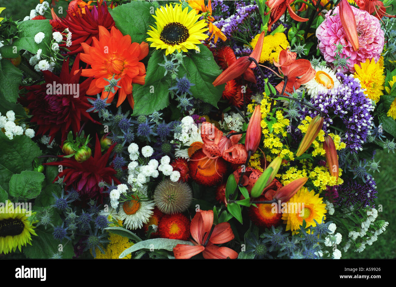 Australian native flower artwork hi-res stock photography and images ...