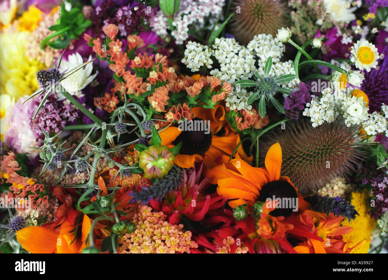 massed floral Tasmania flower farm display 3026 Stock Photo - Alamy
