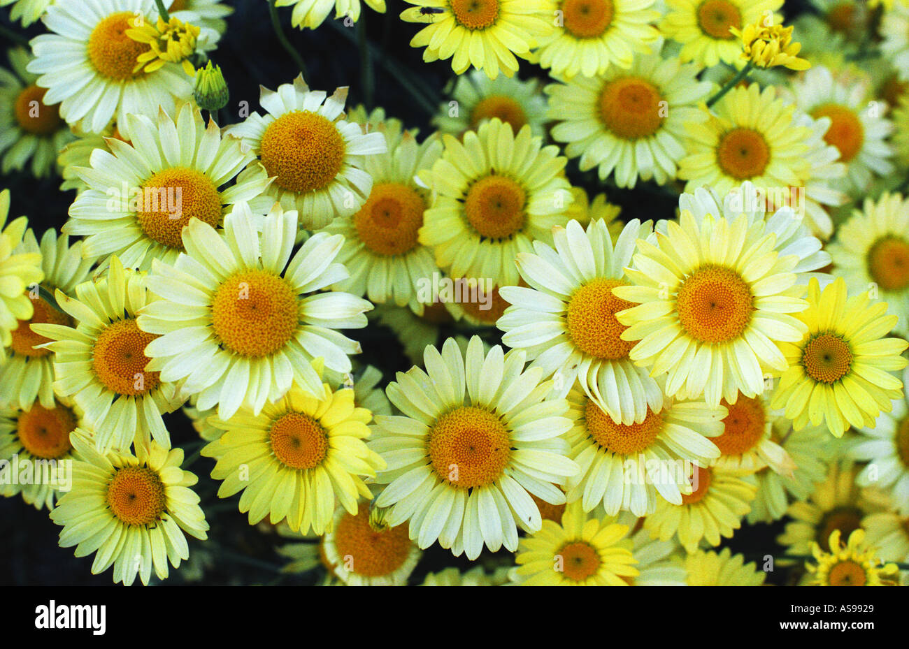 Many dasies hi-res stock photography and images - Alamy