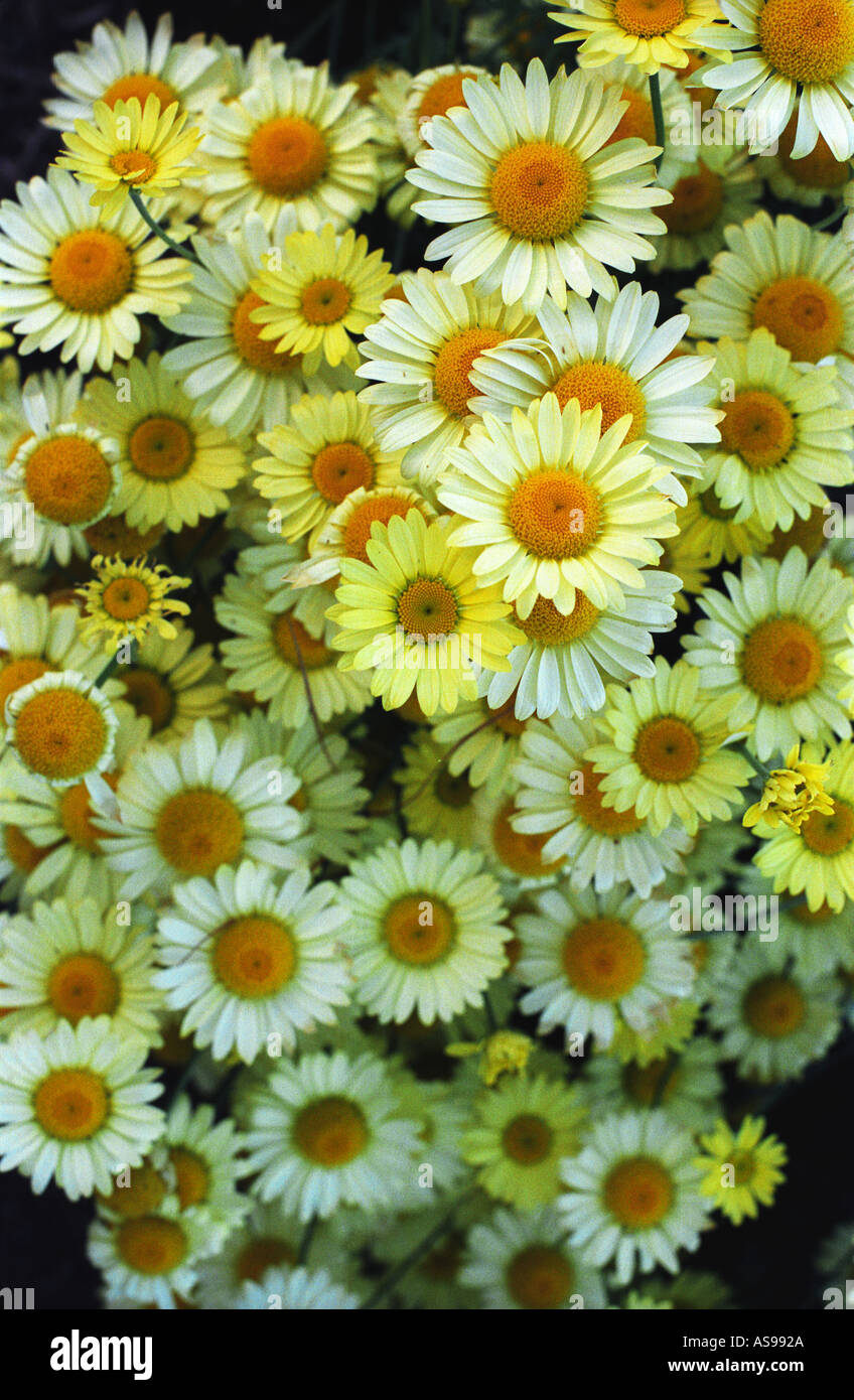 yellow dasies in summer bunch 3028 Stock Photo - Alamy