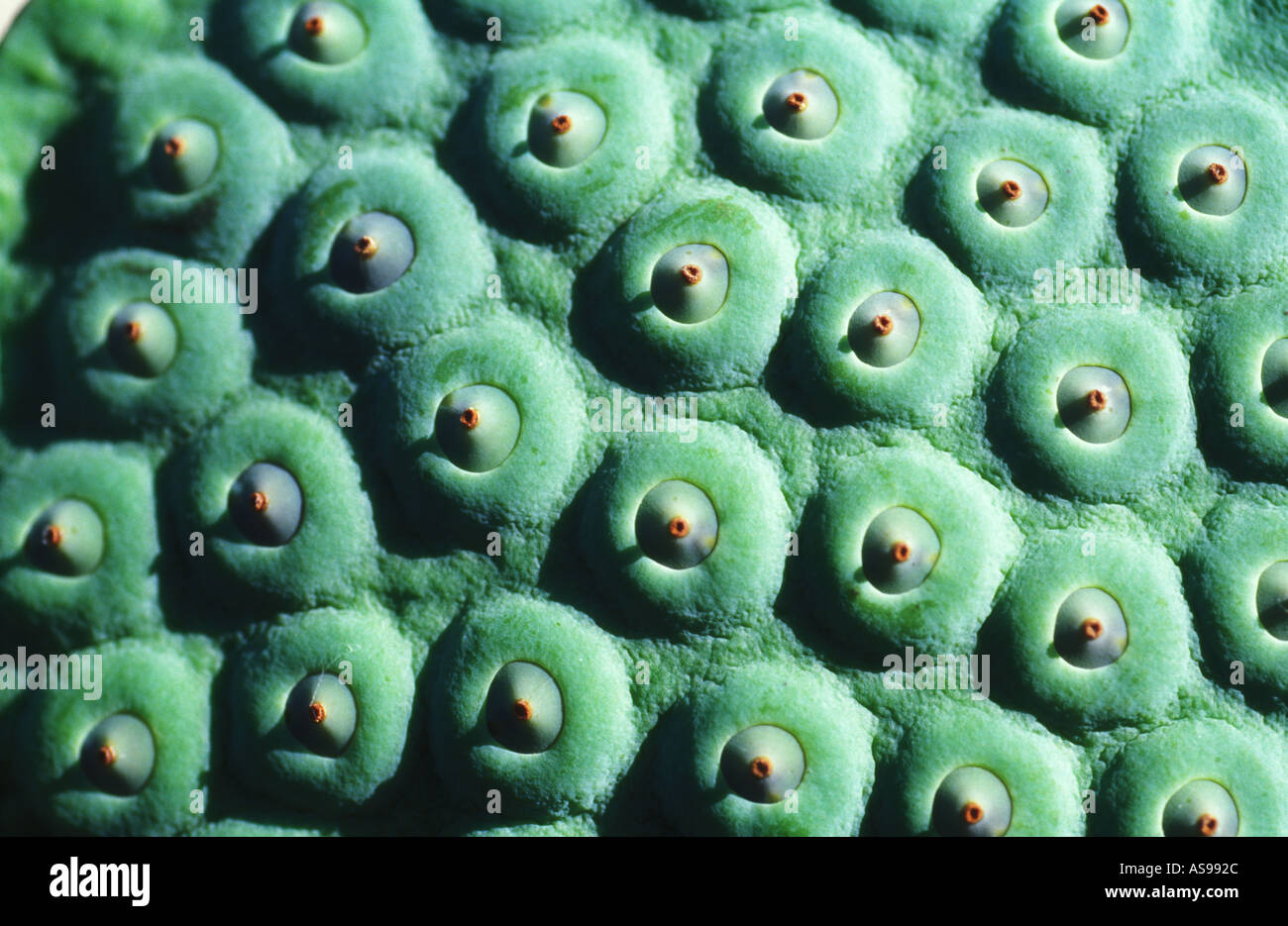 sacred lotus lily fruits food exotic Nelumbo nucifera close up art ...