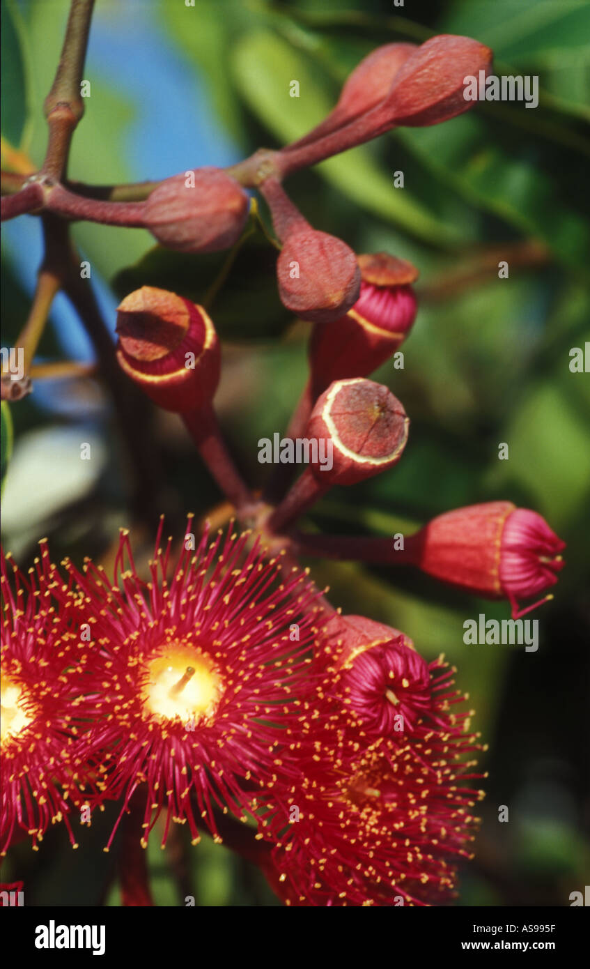 Swamp bloodwood tree australia hi-res stock photography and images - Alamy