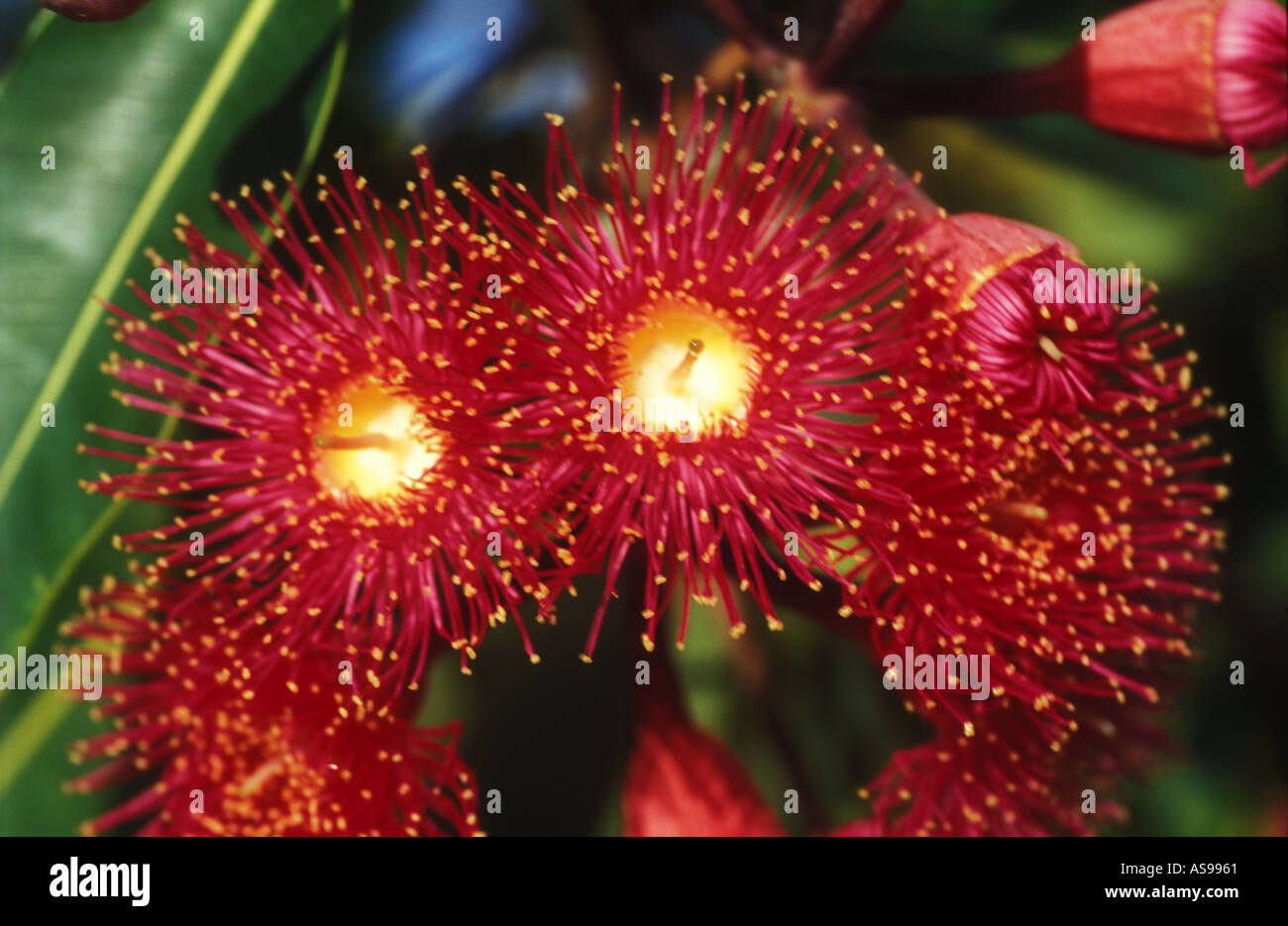 Swamp Bloodwood Eucalyptus ptchocarpa 3084 Stock Photo - Alamy