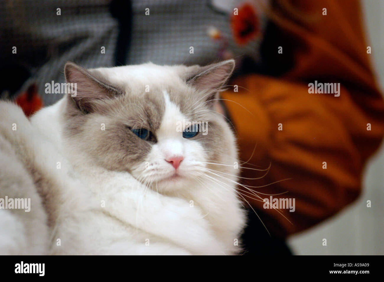 Ragdoll breed of show cat Stock Photo - Alamy