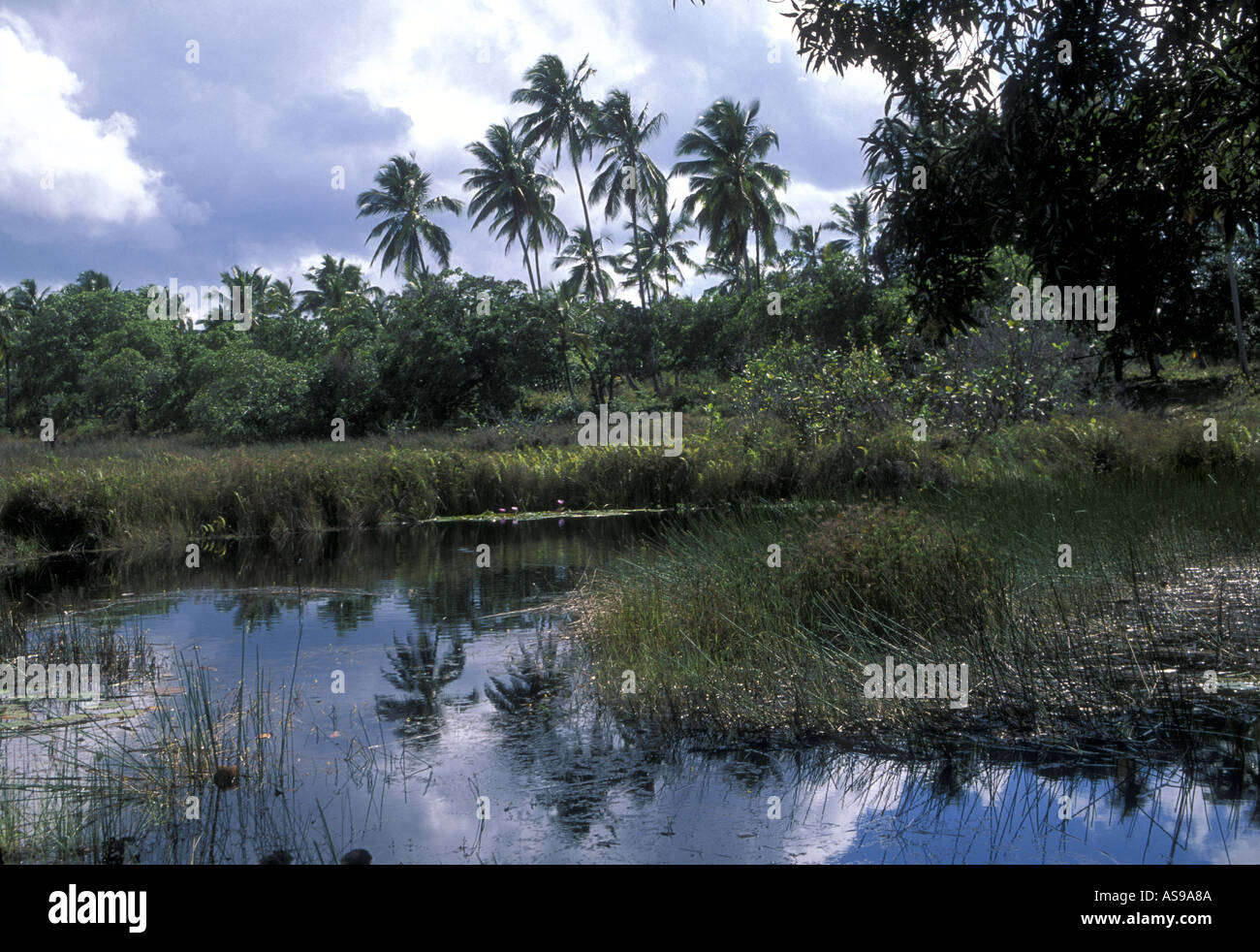 Inland landscape with swamp on Mafia Island, Tanzania Stock Photo - Alamy