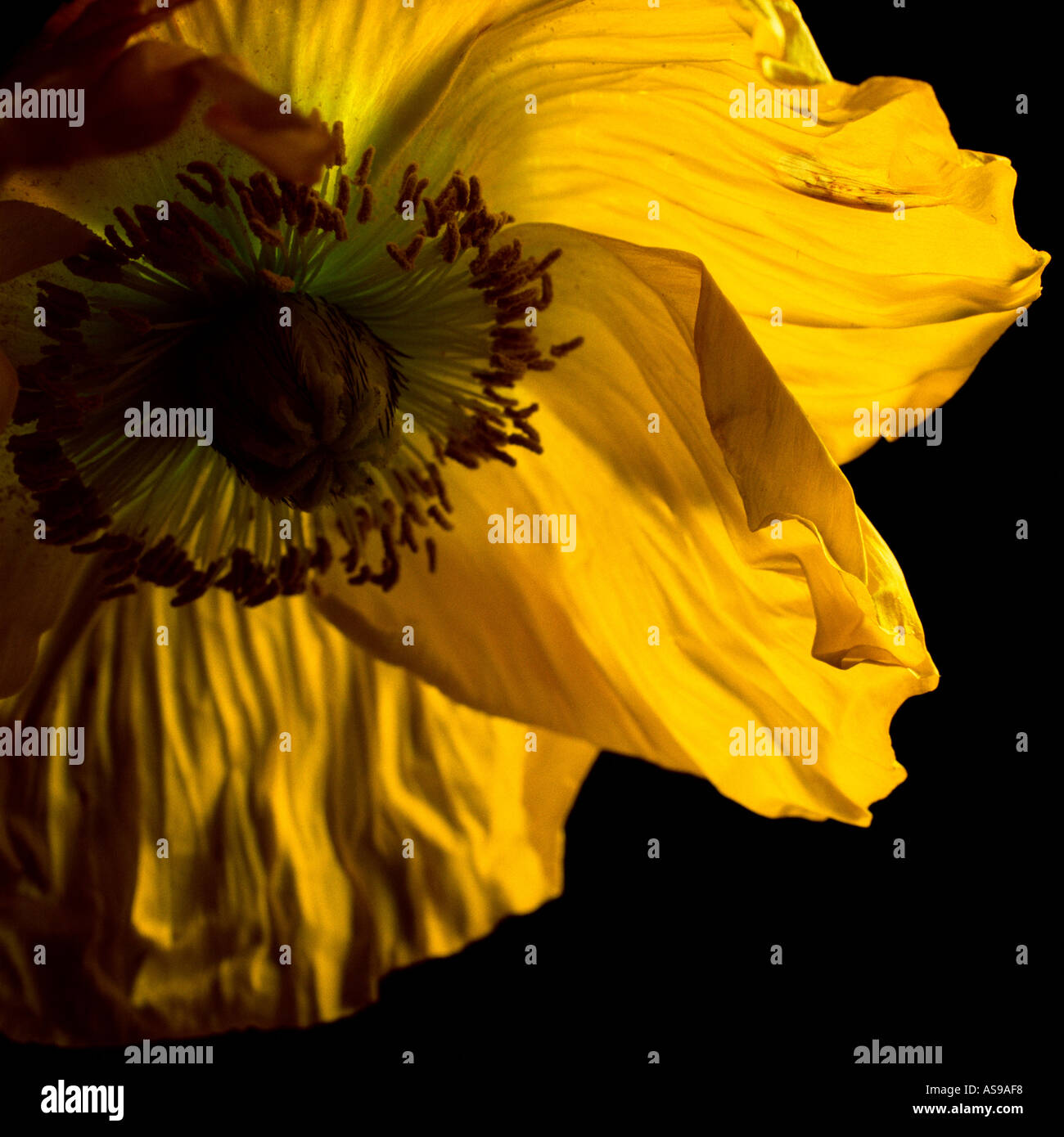 Unusual poppy colour hi-res stock photography and images - Alamy