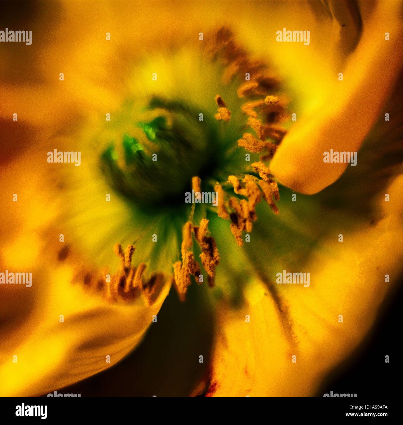 Unusual poppy colour hi-res stock photography and images - Alamy