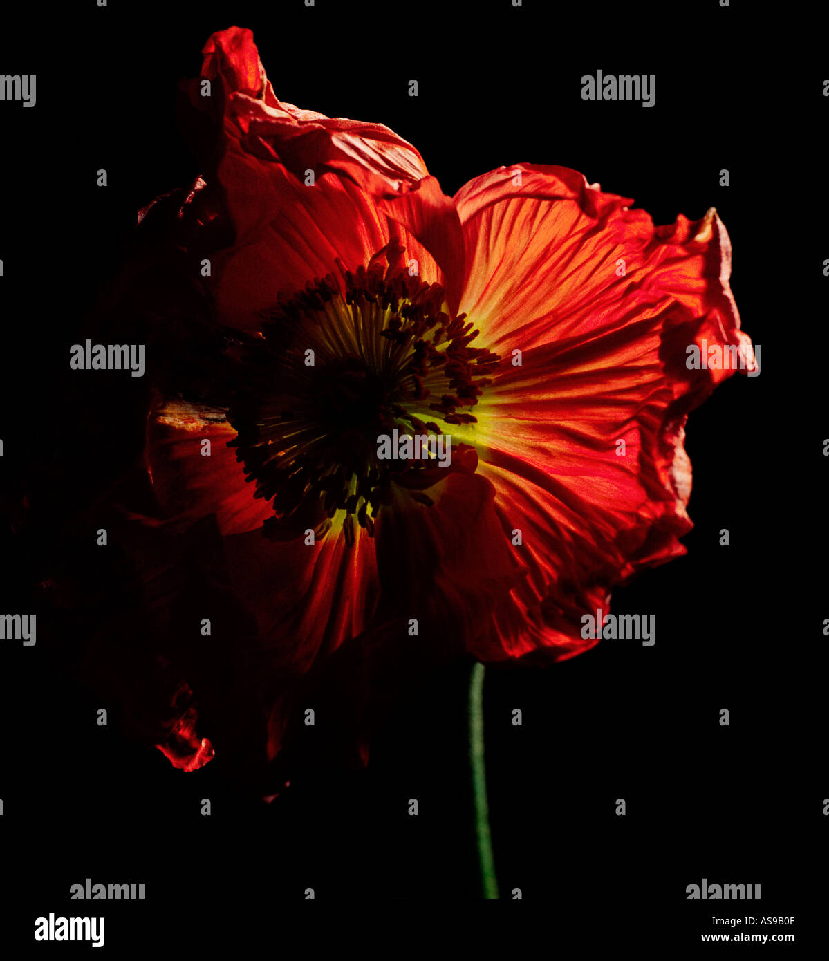 Unusual poppy colour hi-res stock photography and images - Alamy