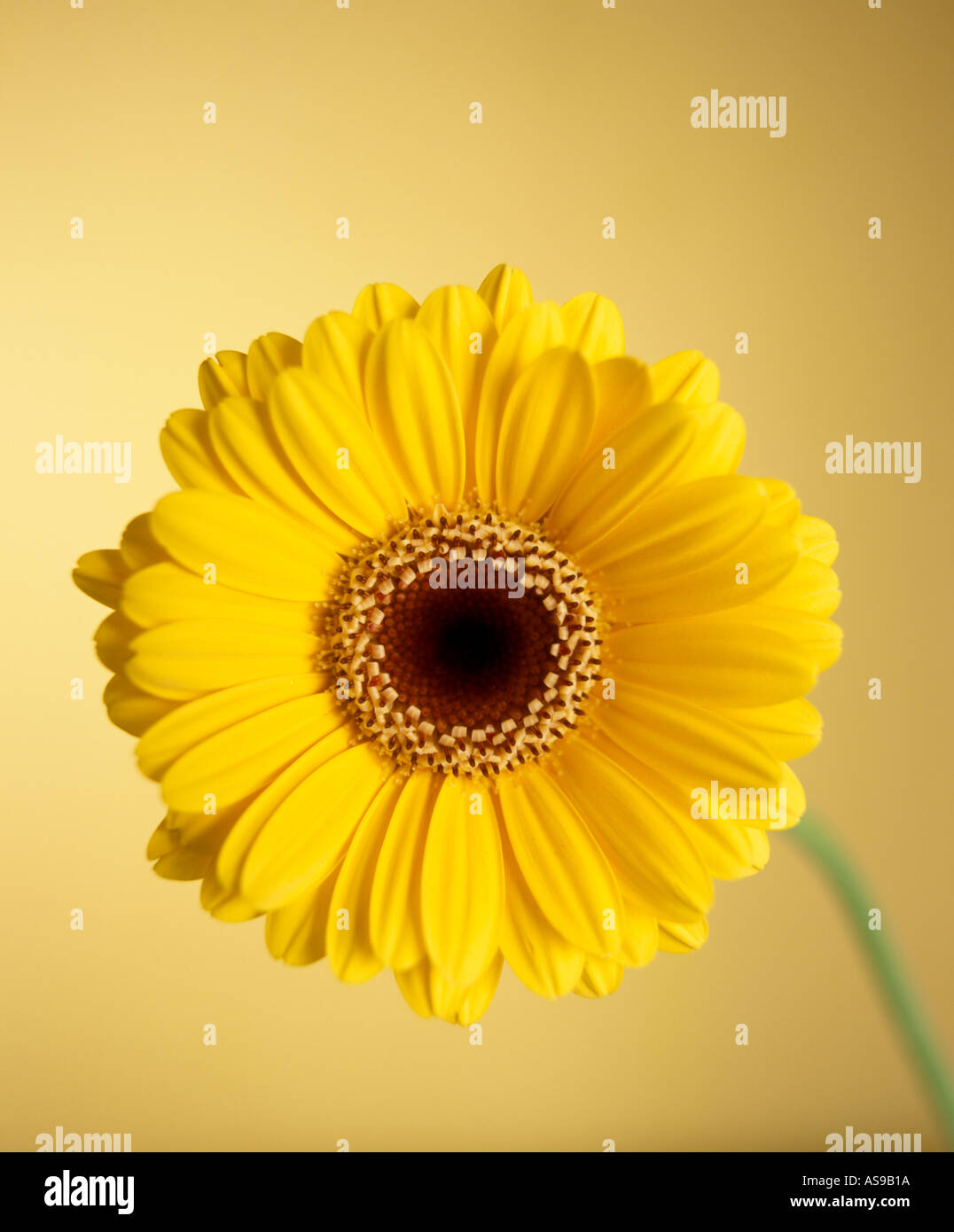 Yellow Gerbera flower behind a yellow background with the contrast of ...