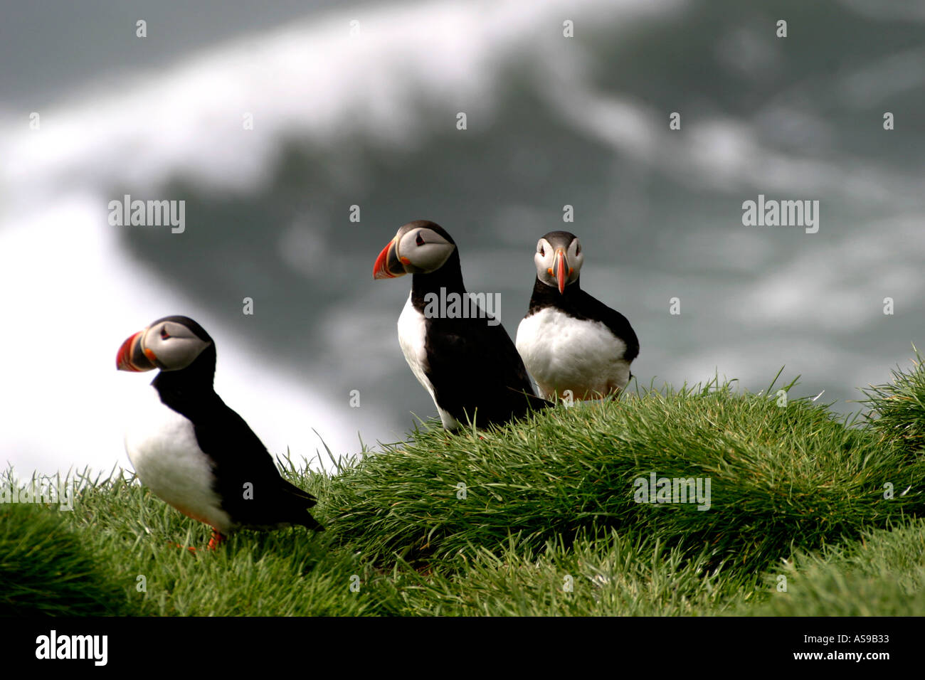 BP-68D THREE ATLANTIC PUFFINS AND WAVE Stock Photo - Alamy