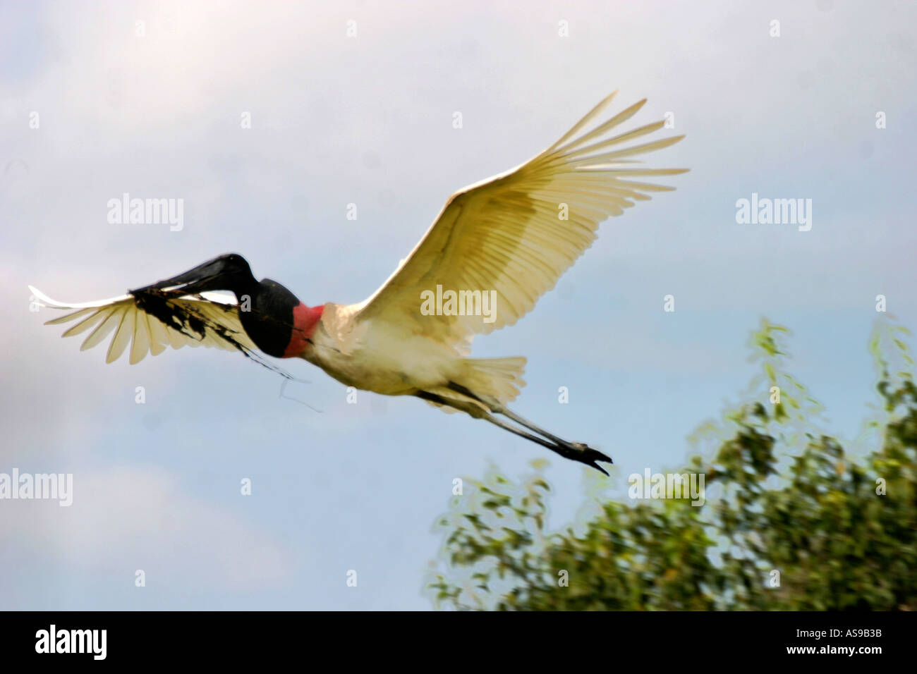 BS4-10D JABIRU FLYING WITH NEST MATERIAL Stock Photo - Alamy