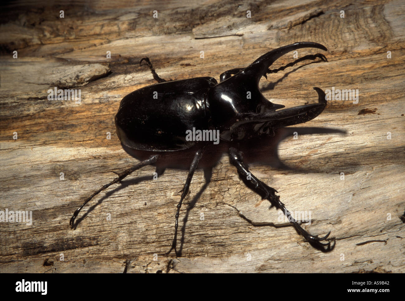 IM-88 THREE-HORNED RINO BEETLE ON LIMB Stock Photo - Alamy