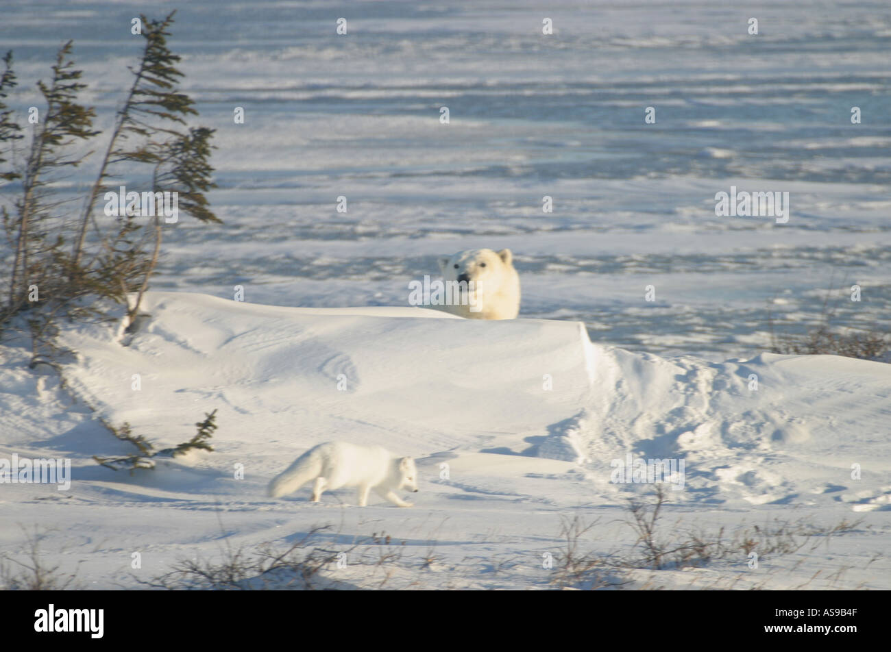Fox Bear High Resolution Stock Photography and Images - Alamy