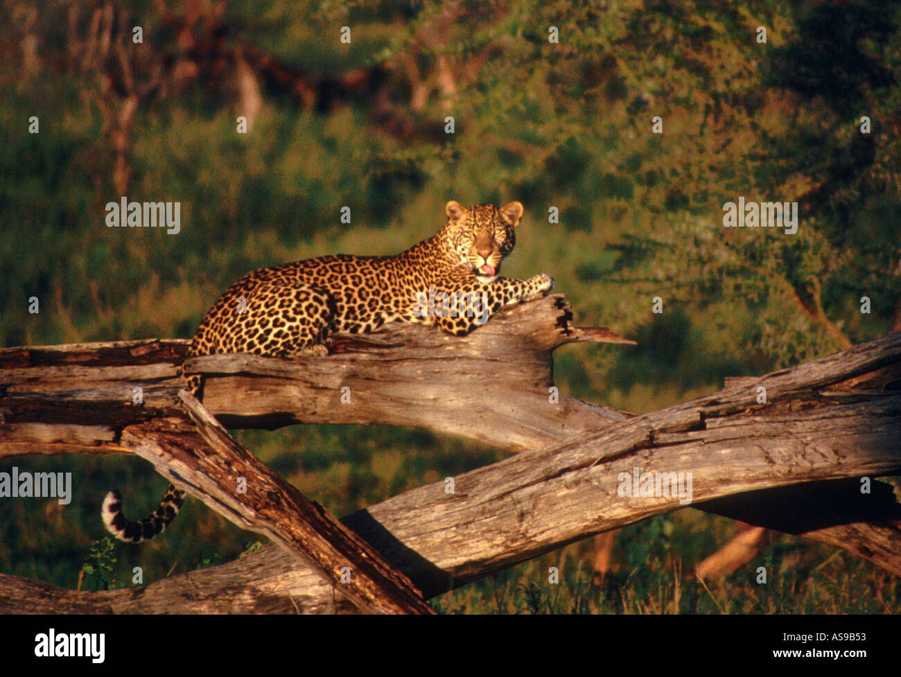 Mc 13 hi-res stock photography and images - Alamy