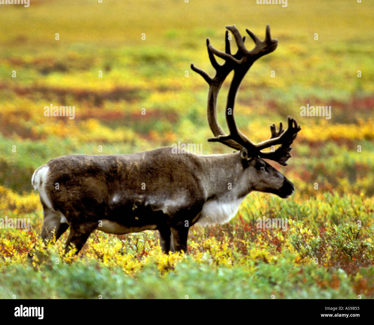 Caribou bull rangifer arcticus hi-res stock photography and images - Alamy