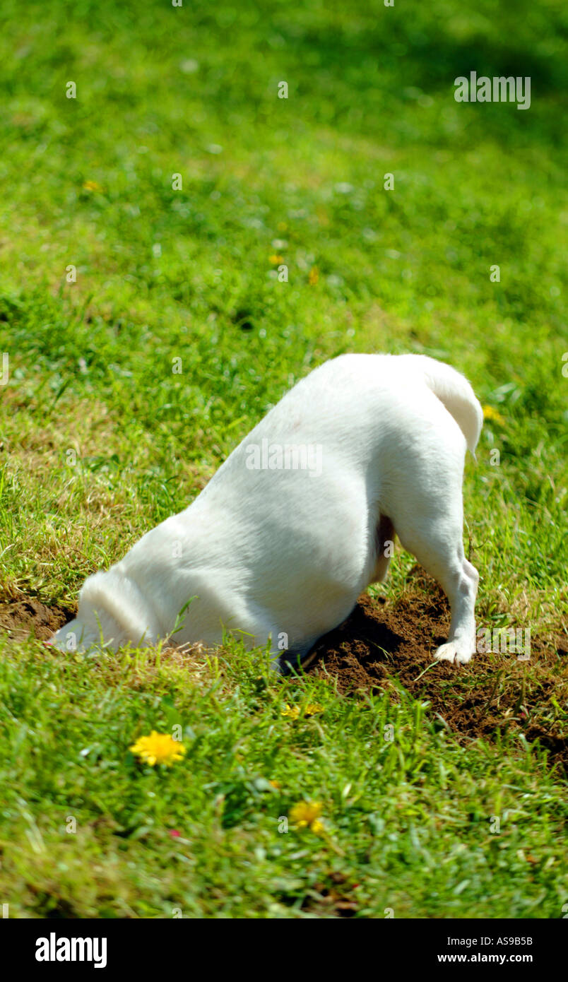 Dog digging lawn hi-res stock photography and images - Alamy