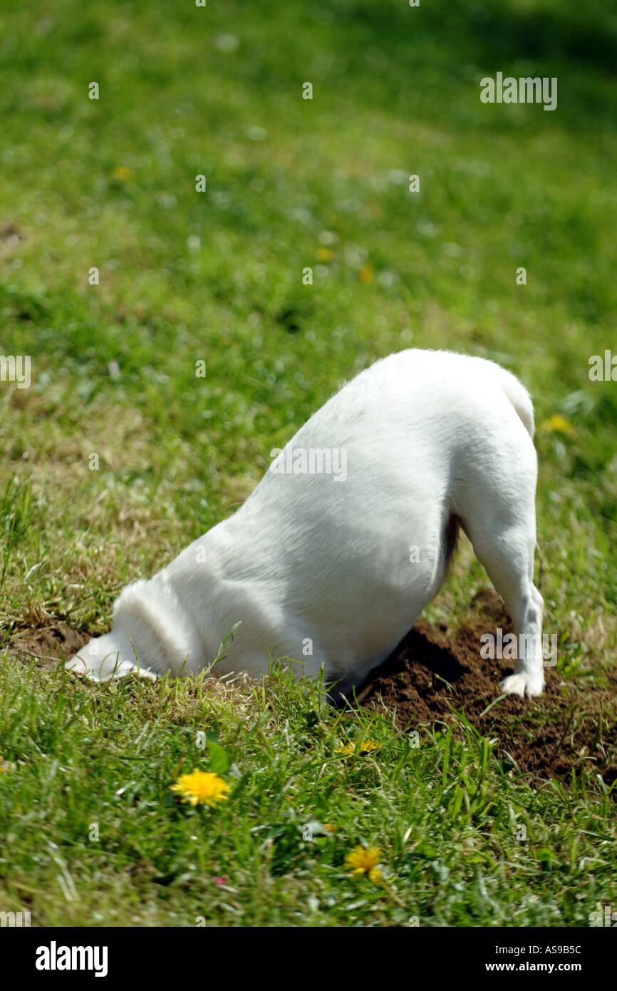 dog canine pet dogs jack russell russel small white head buired dig ...