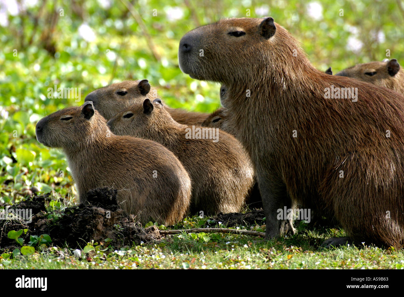 MC5-17D, CAPYBARA MOTHER WITH YOUNG Stock Photo - Alamy
