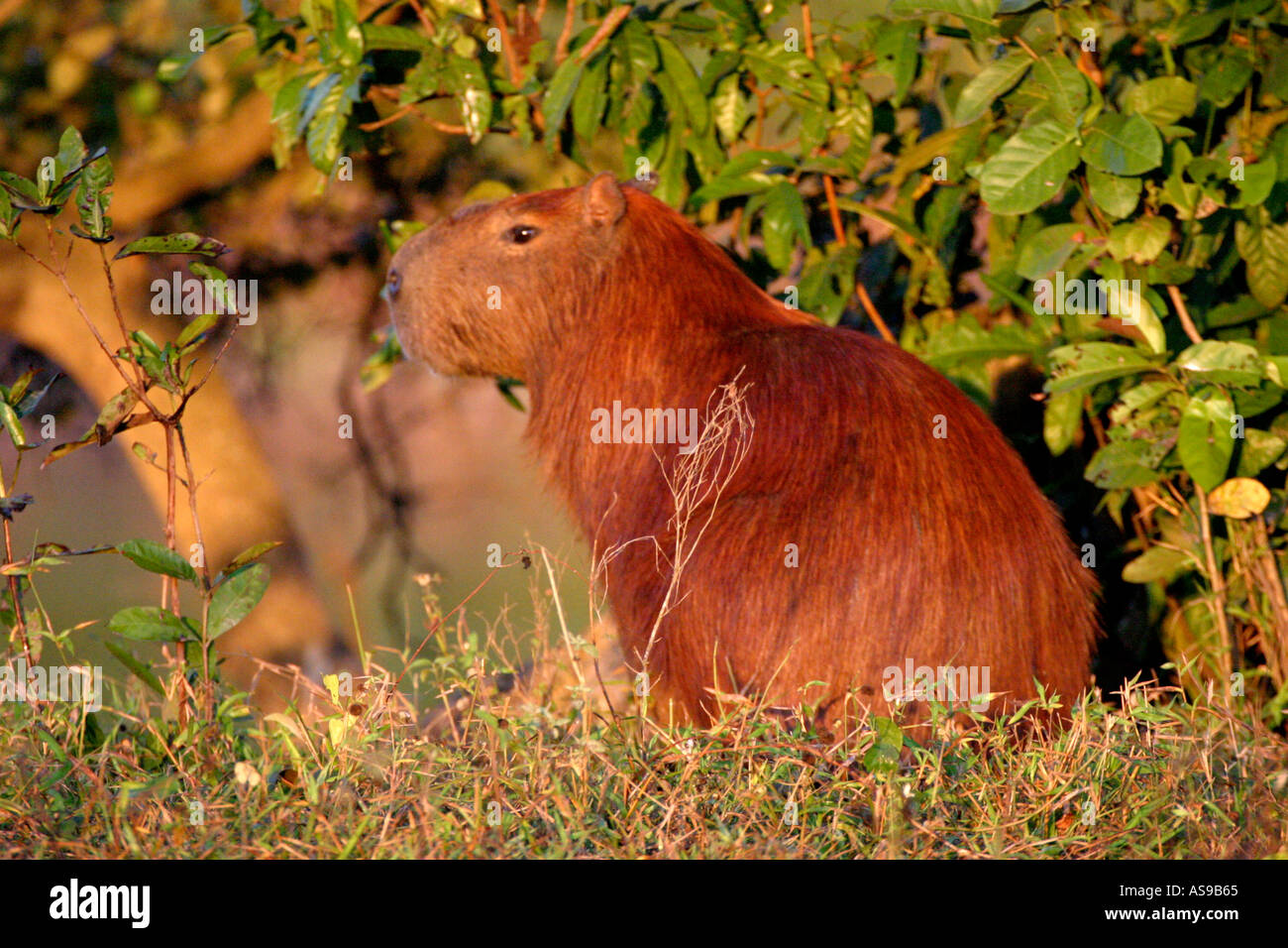 MC5-4D CAPYBARA AT SUNRISE Stock Photo - Alamy