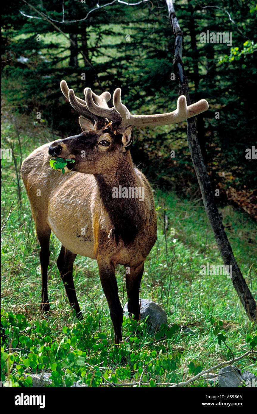 ME-112 BULL ELK IN VELVET Stock Photo - Alamy
