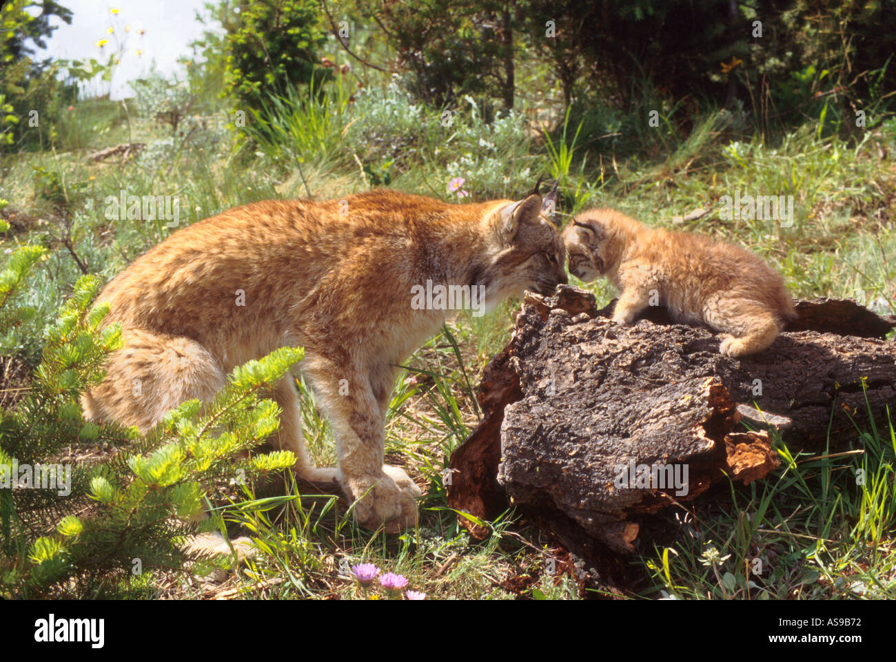 Mother And Baby Lynx High Resolution Stock Photography and Images - Alamy