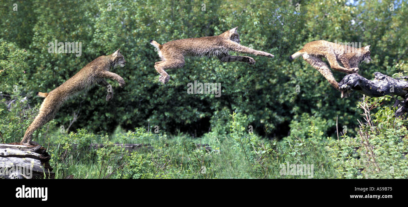 Jumping lynx canadensis hi-res stock photography and images - Alamy