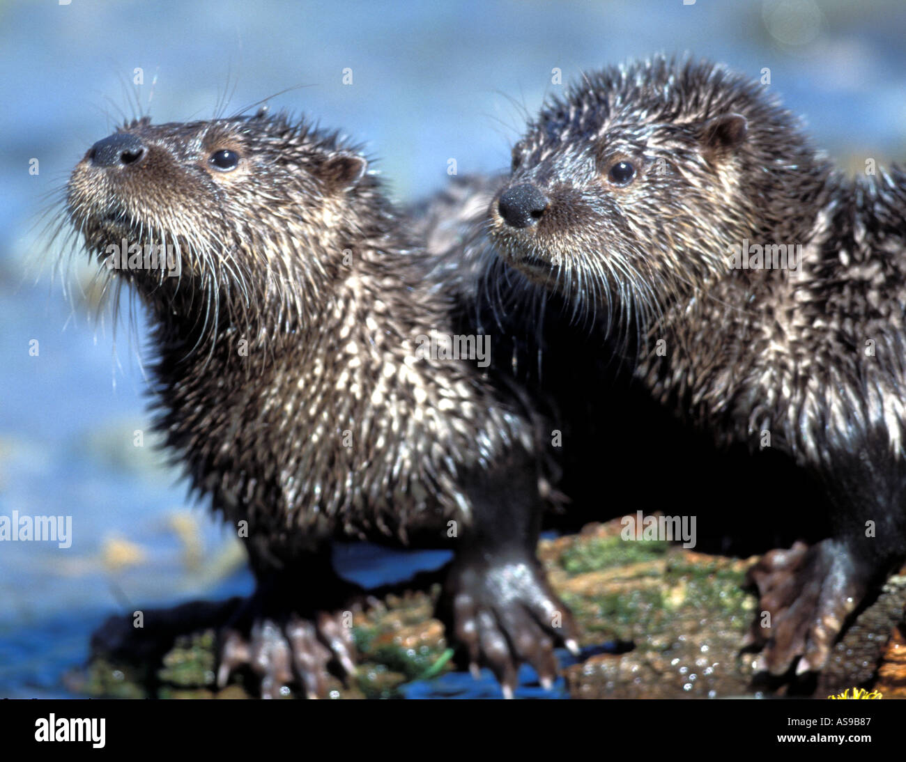 Otters on rocks hi-res stock photography and images - Alamy