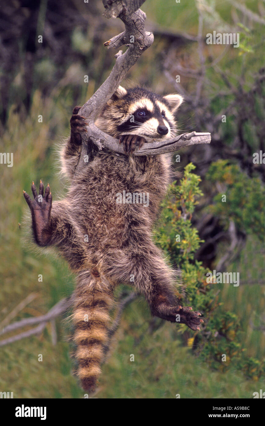 MR-16C BABY RACCOON HANGING FROM LIMB Stock Photo - Alamy