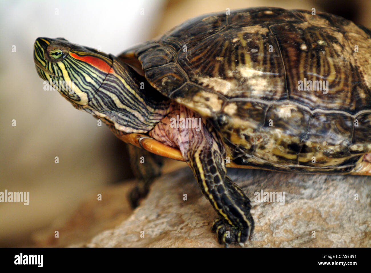terrapin turtle animal cyprus Stock Photo - Alamy