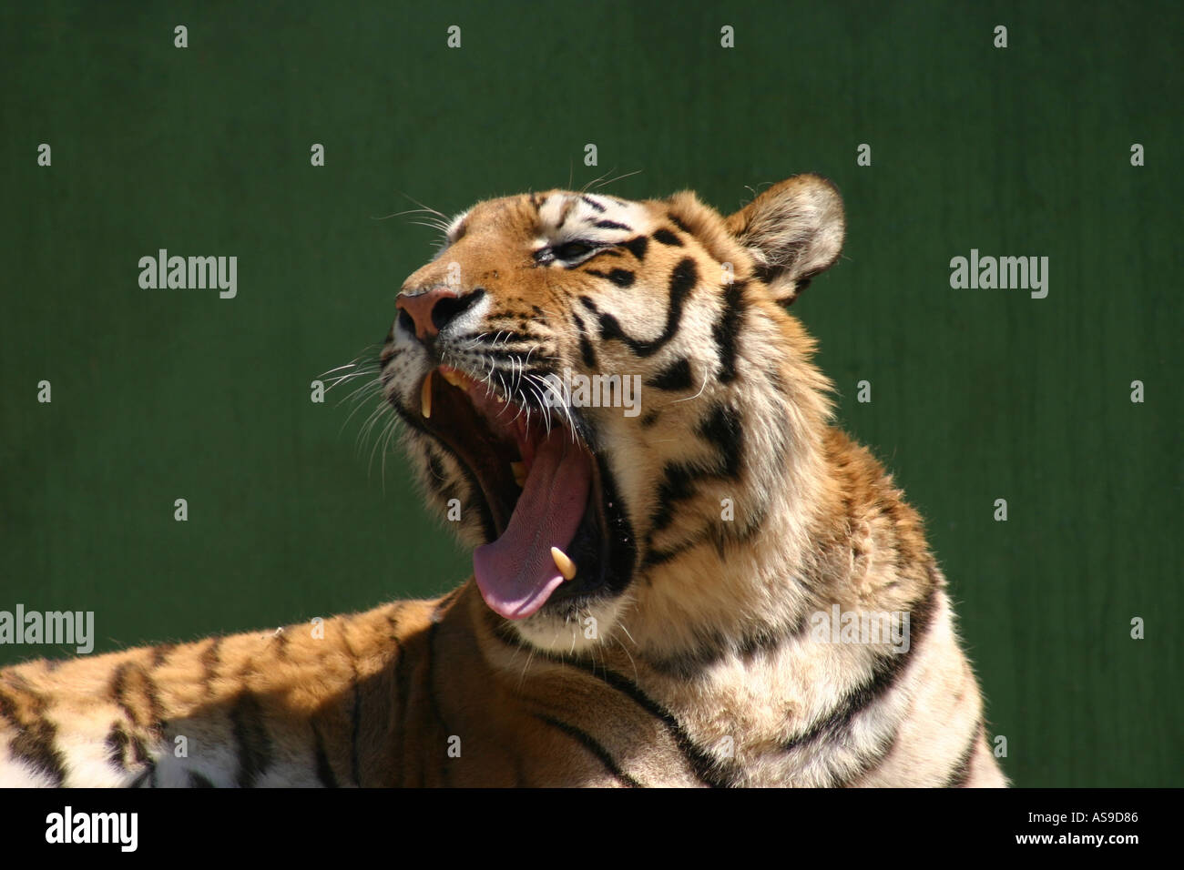 Tigar hi-res stock photography and images - Alamy