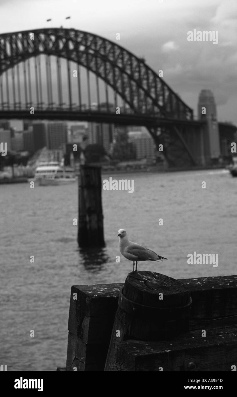 Seagull sydney australia Black and White Stock Photos & Images - Alamy