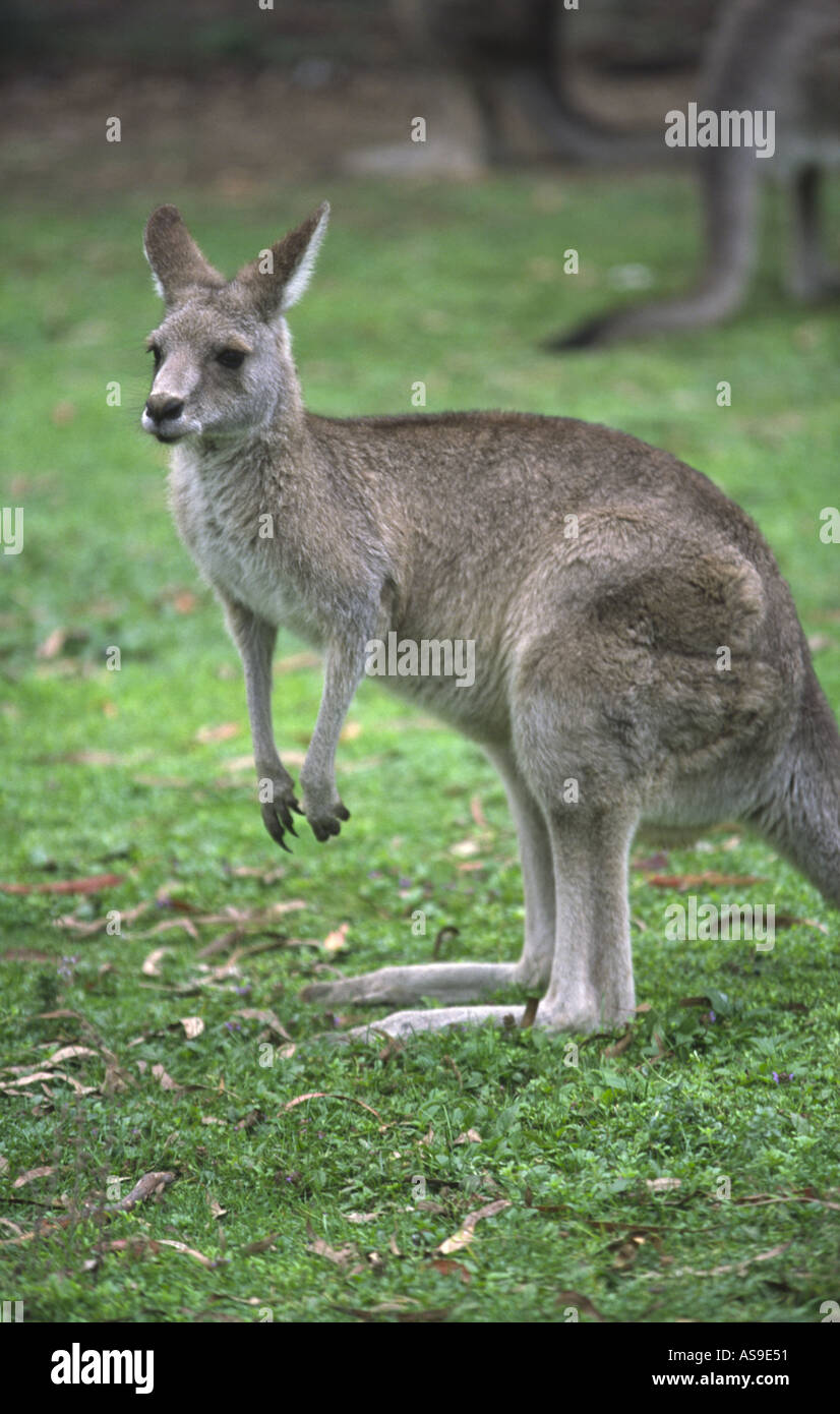a kangaroo taken at melbourne victoria australia Stock Photo - Alamy