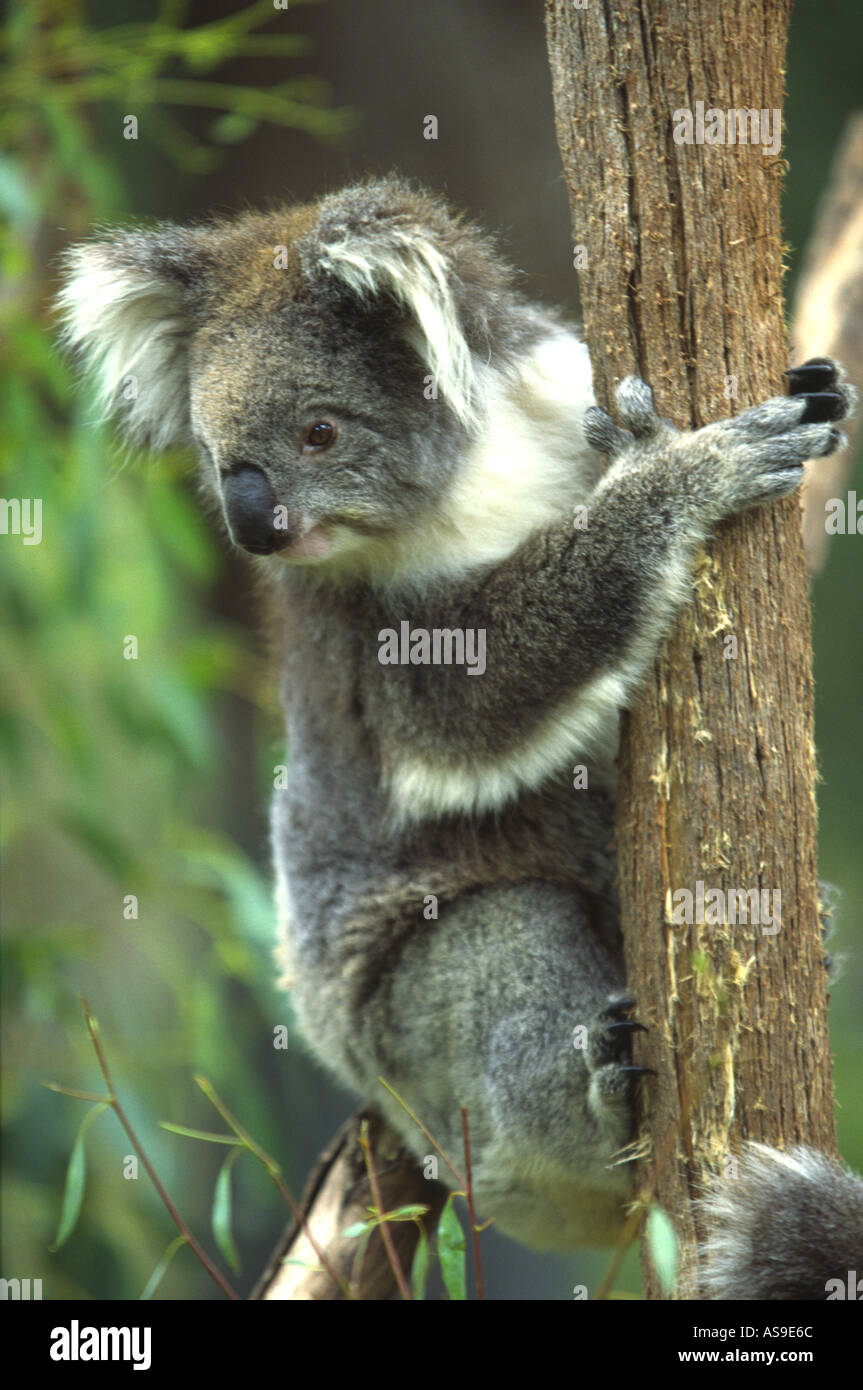 Climbing Koala Bear