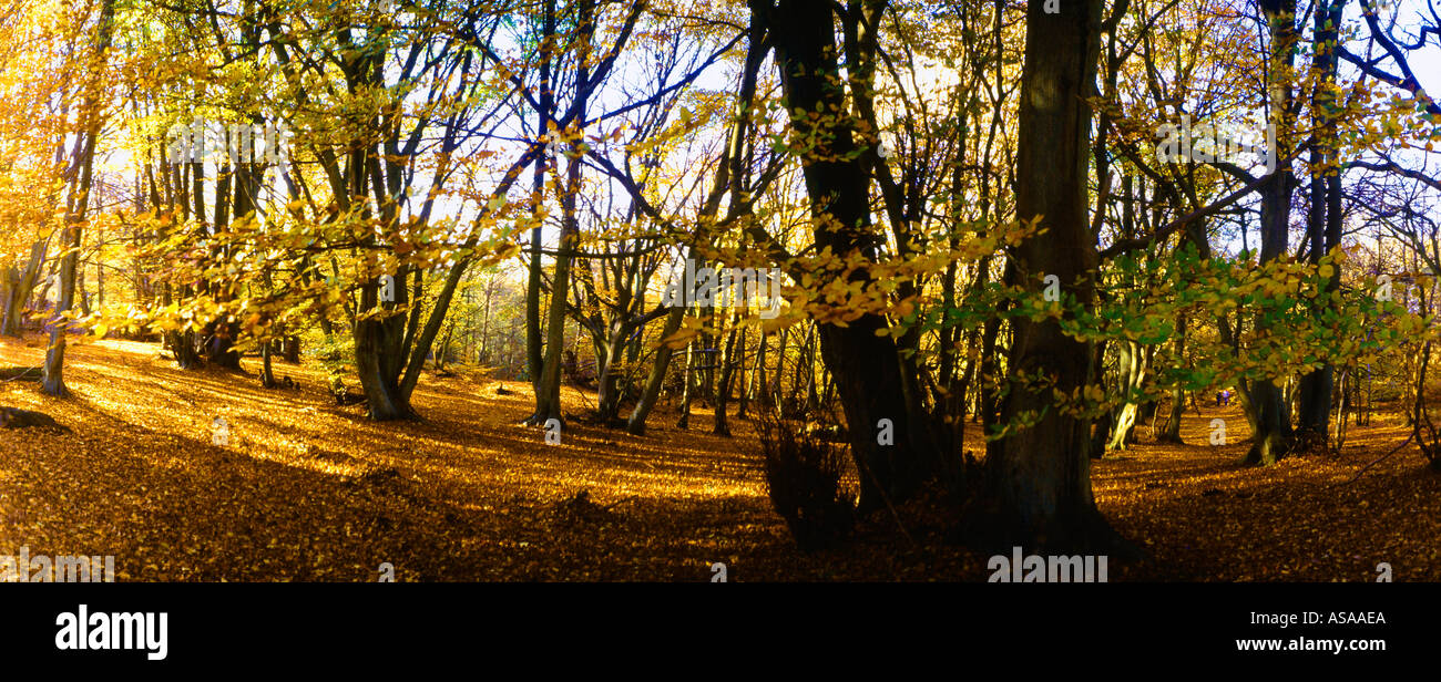 Coldharbour surrey hi-res stock photography and images - Alamy