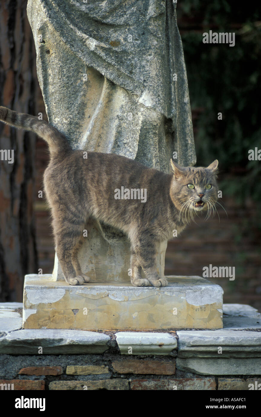 Grey cat standing at the base of a statue with open mouth Stock Photo ...