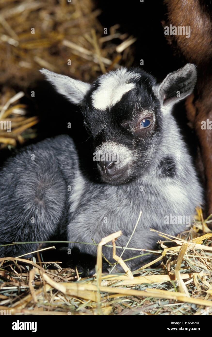 Baby pygmy goat Stock Photo - Alamy